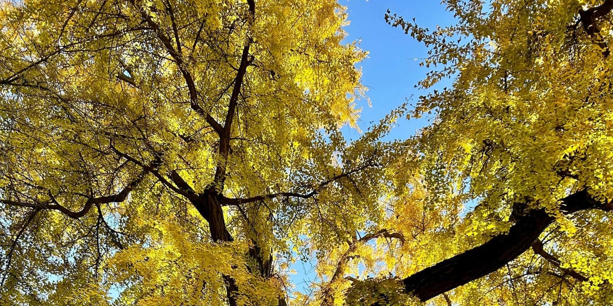 The Virtues of Ranger Bob (a modern day stoic)